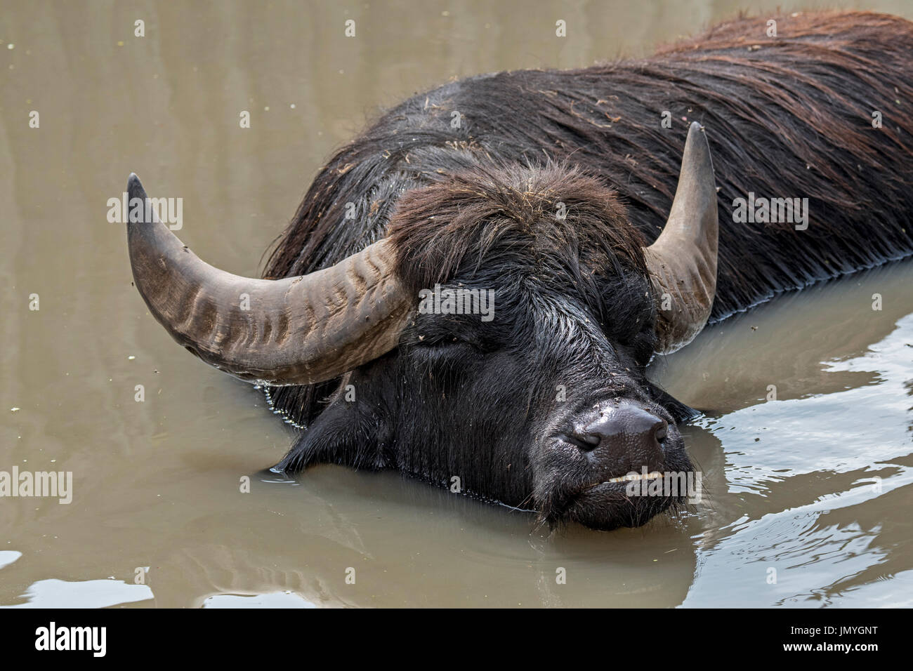 Domestic Asian water buffalo (Bubalus arnee) bathing in river, native ...