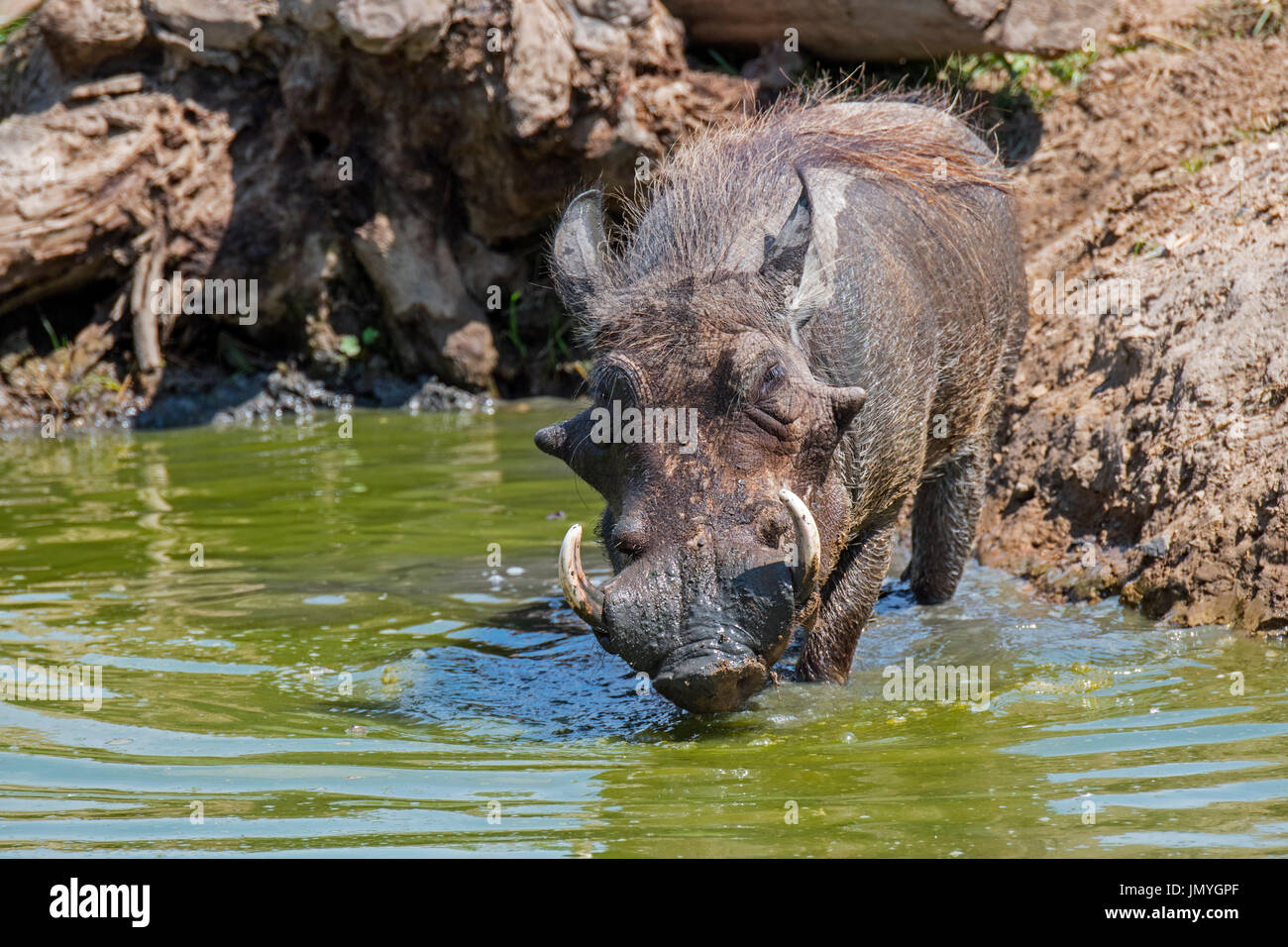 Common warthog (Phacochoerus africanus) with large tusks taking mud ...