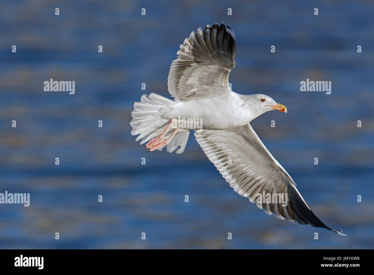 Black backed gulls in water hi-res stock photography and images - Alamy