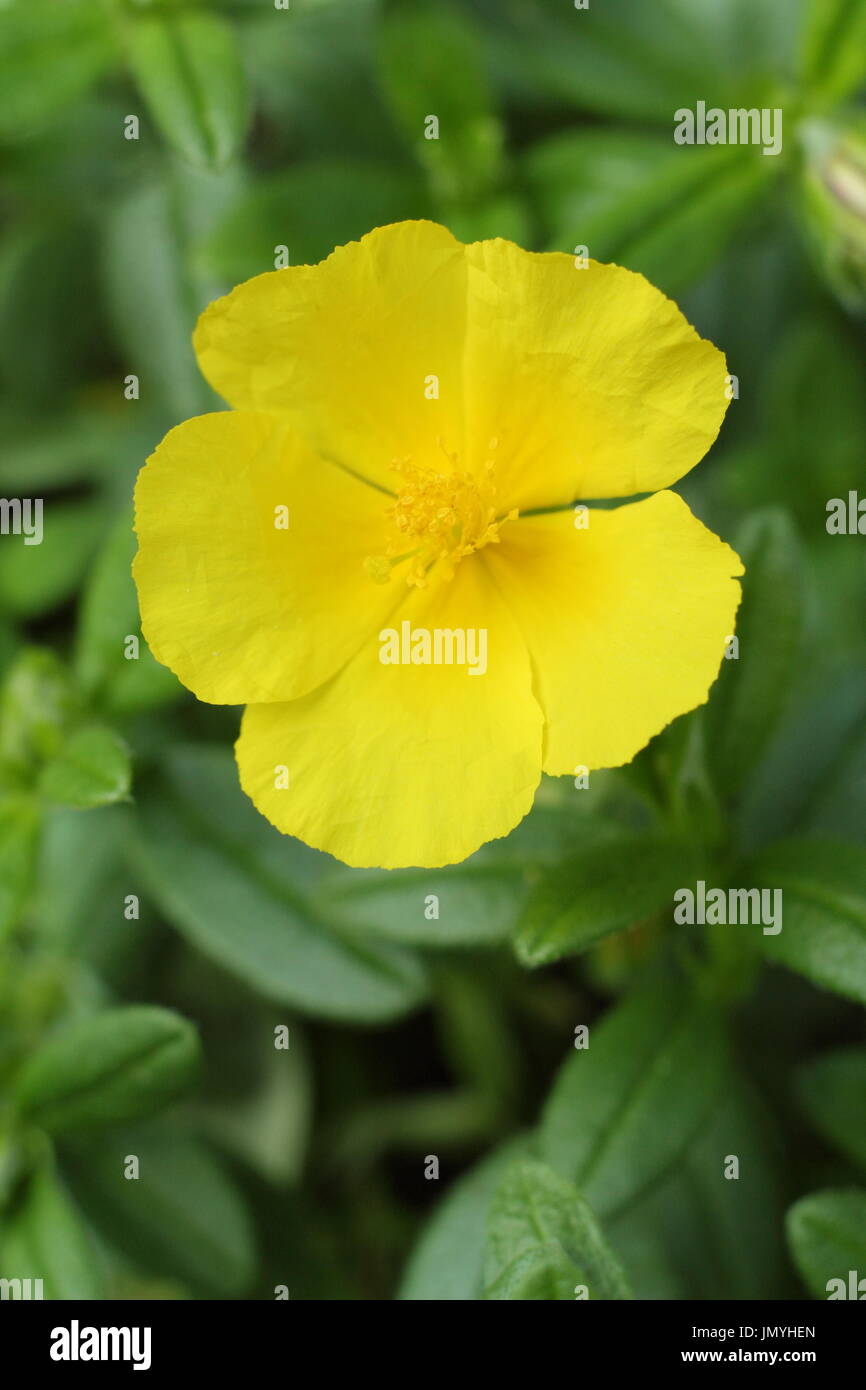 Common rock rose (helianthemum nummularium), flowering in an summer ...