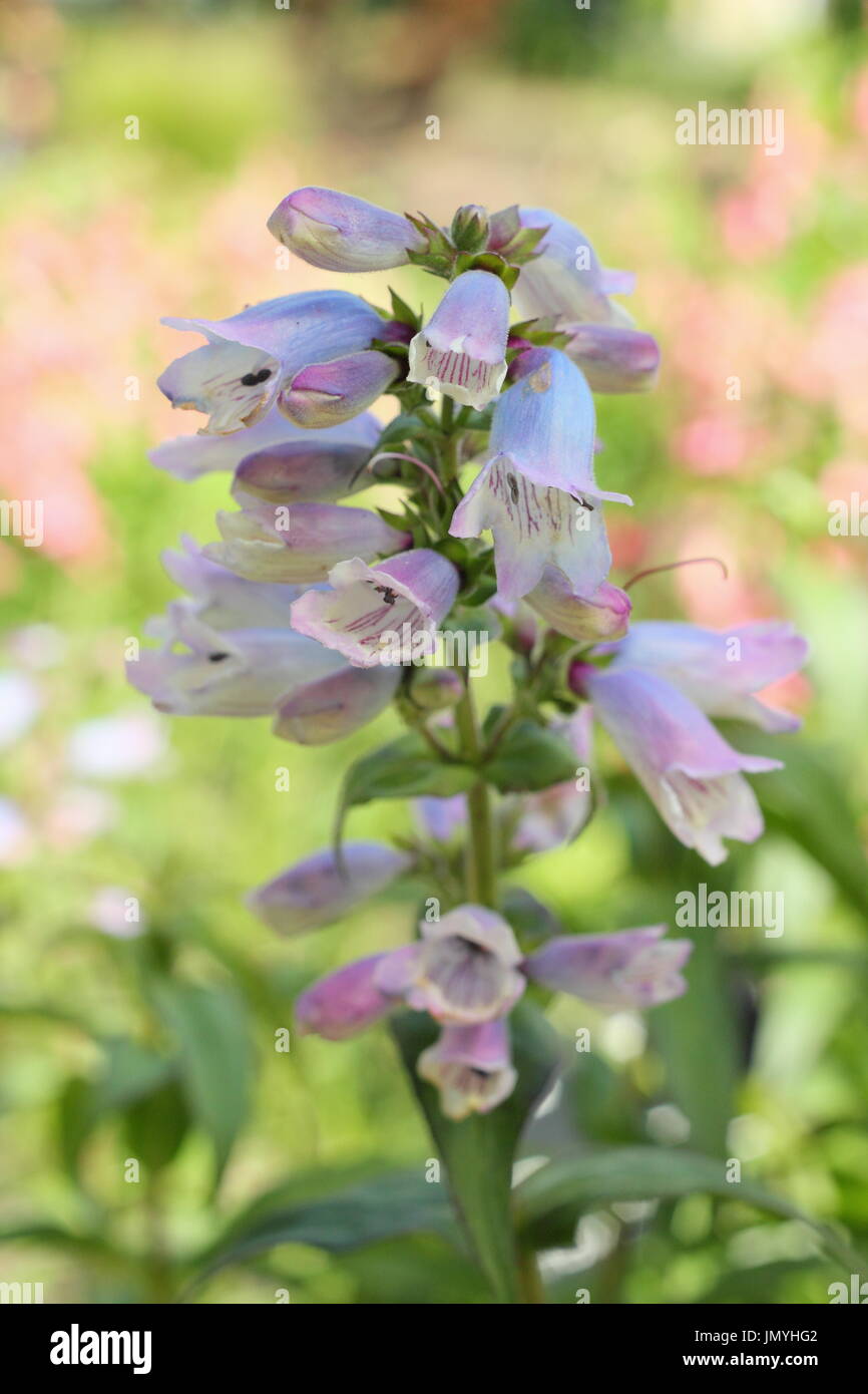 Penstemon 'Pennine Purple' in flower in the border of an English ...