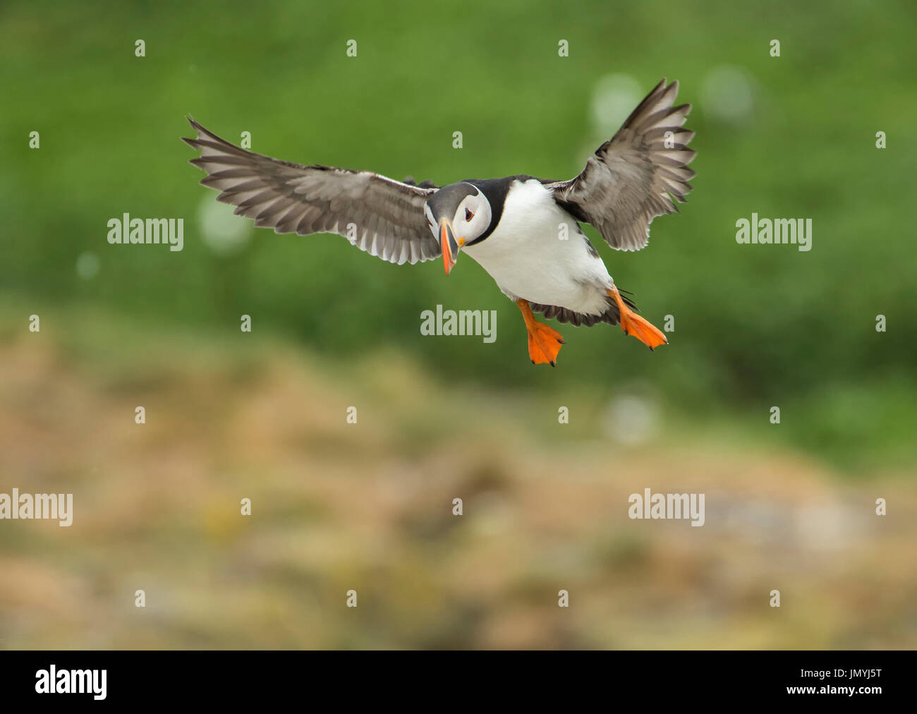 Puffin in farne islands hi-res stock photography and images - Alamy