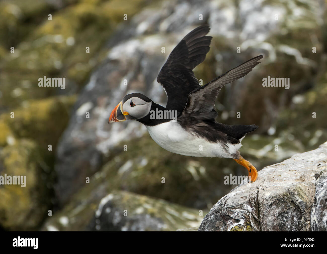 Puffin taking off Stock Photo - Alamy