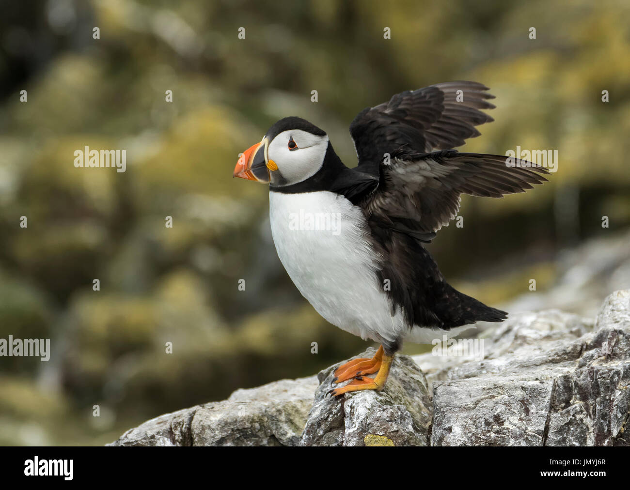 Puffin flapping wings Stock Photo - Alamy