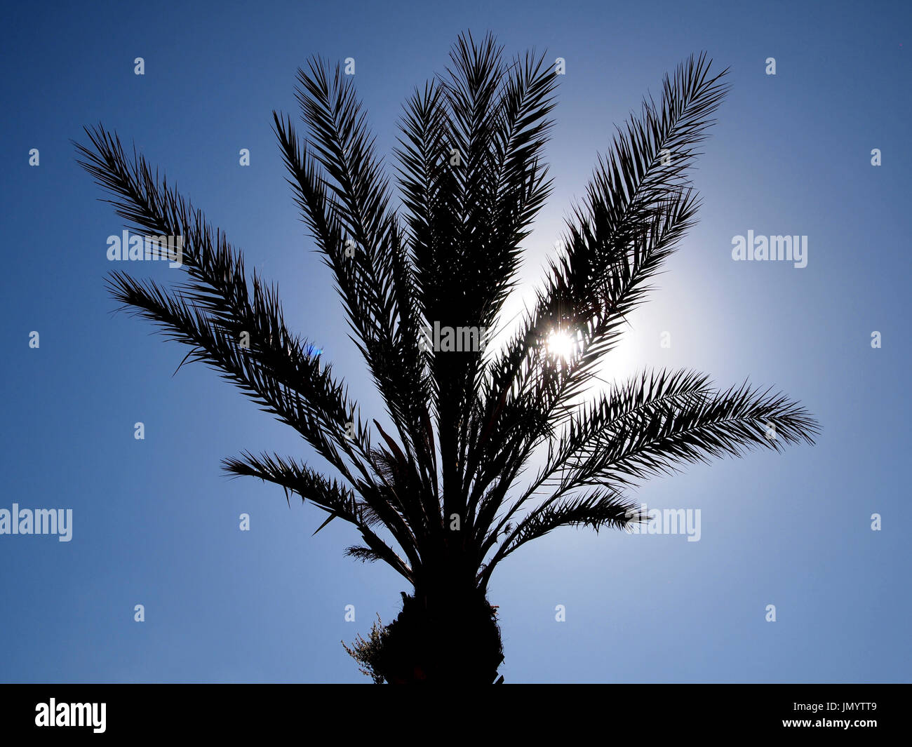 Palm tree backlit against sun, silhouetted Stock Photo - Alamy