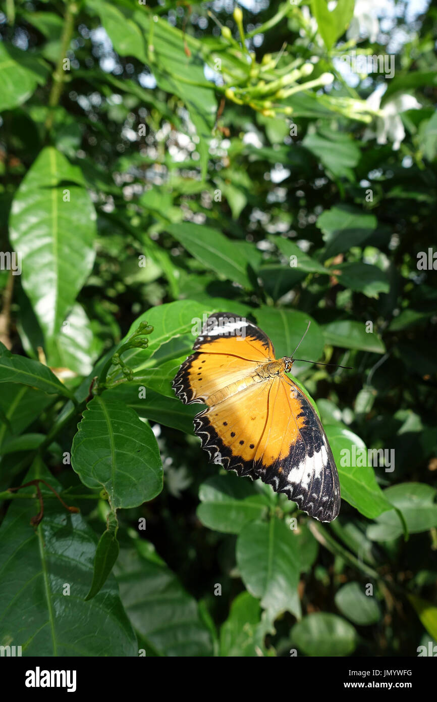 Drying insect hi-res stock photography and images - Alamy