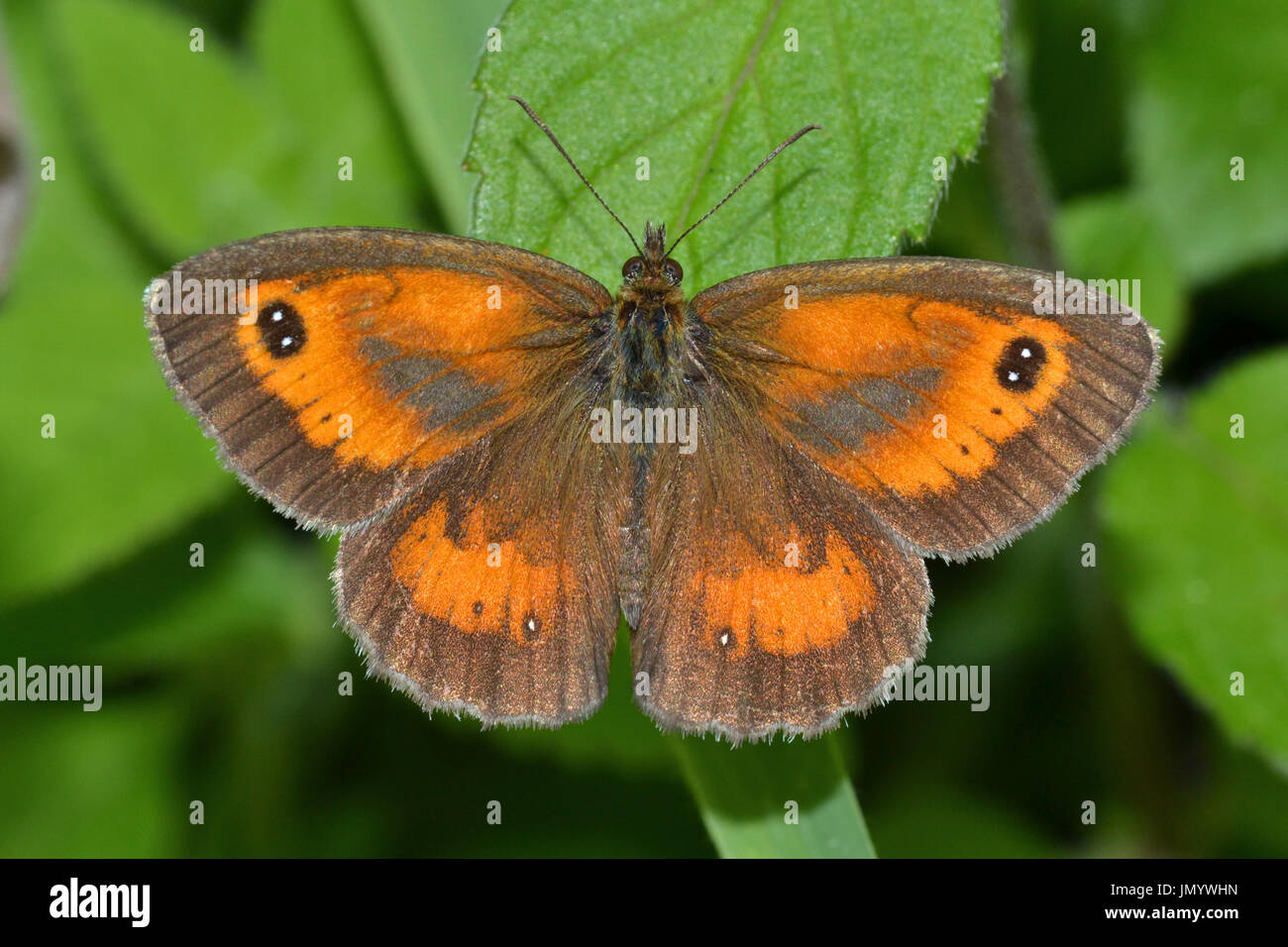 Male gatekeeper butterfly hi-res stock photography and images - Alamy
