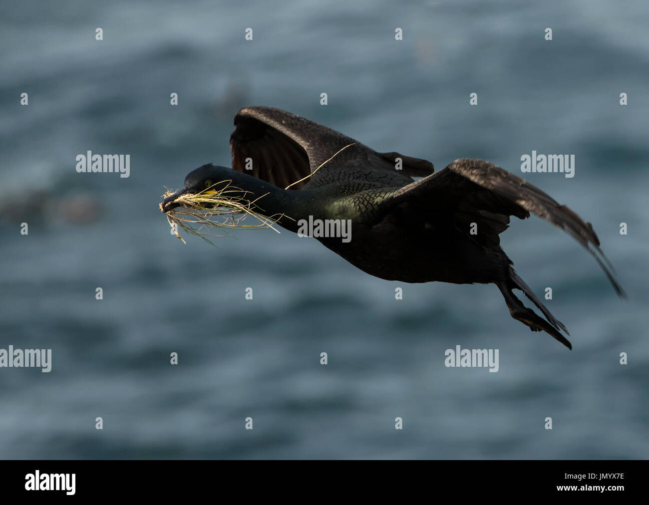 Shag in flight with nest material Stock Photo - Alamy