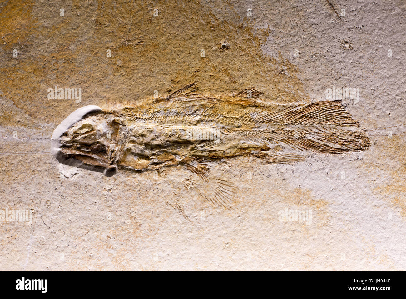 Fossil skeleton prehistoric fish hi-res stock photography and images ...