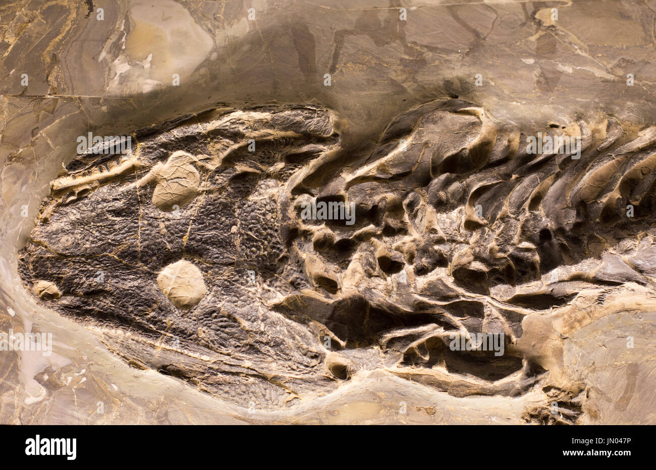 Close up of prehistoric extinct animals in stone. Fossils of extinct ...