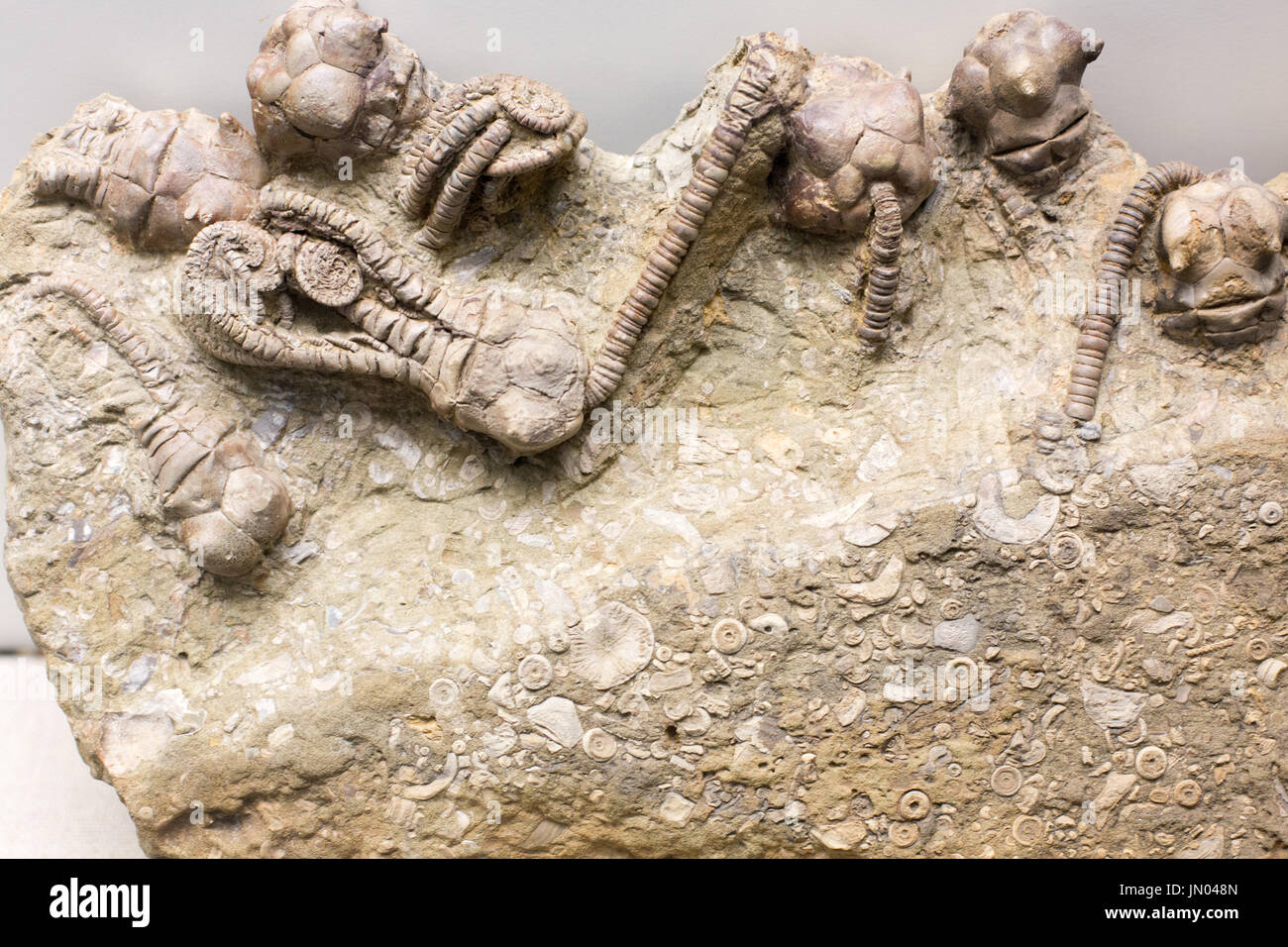Trilobite fossil in stone hi-res stock photography and images - Alamy