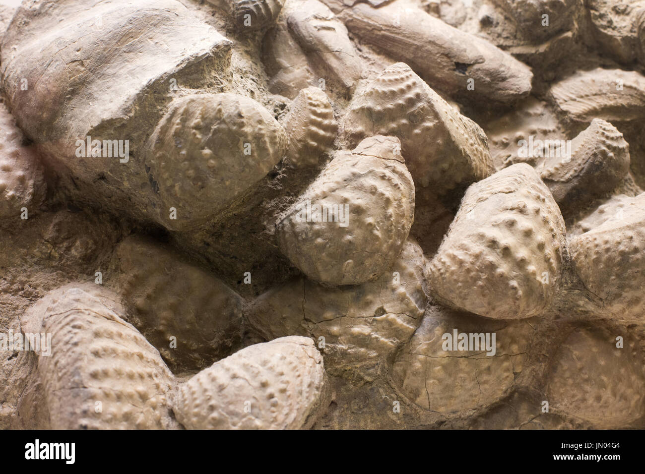 Extinct Animal Fossils