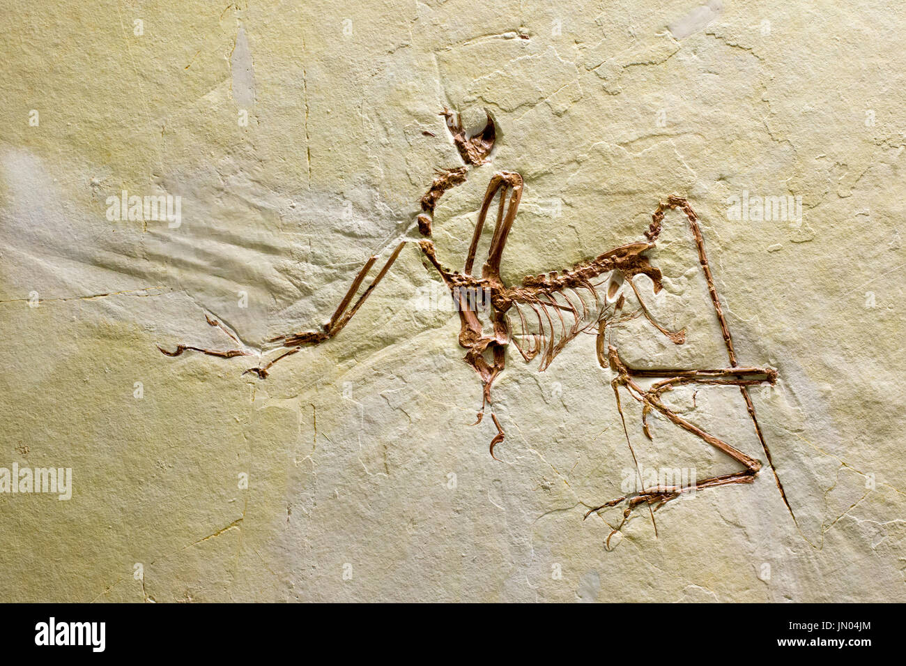 Close up of prehistoric extinct animals in stone. Fossils background ...