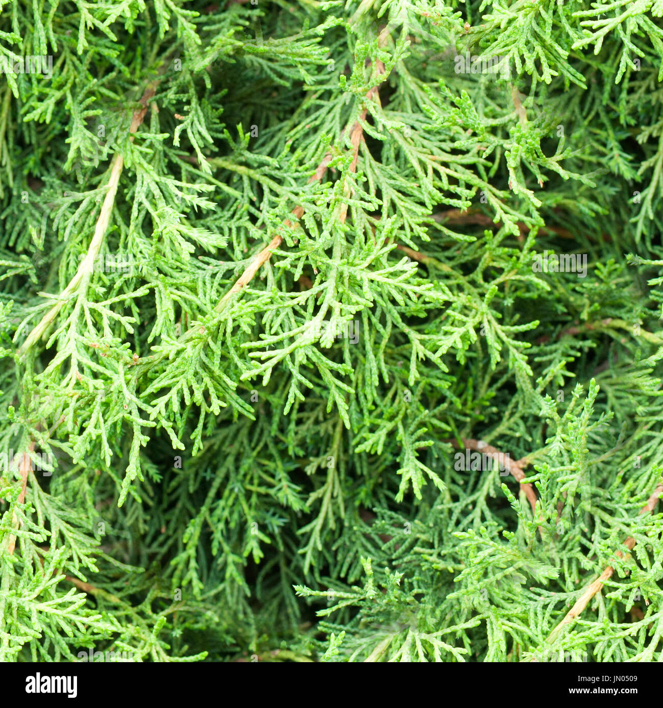seamless spring green leaves texture, background Stock Photo - Alamy
