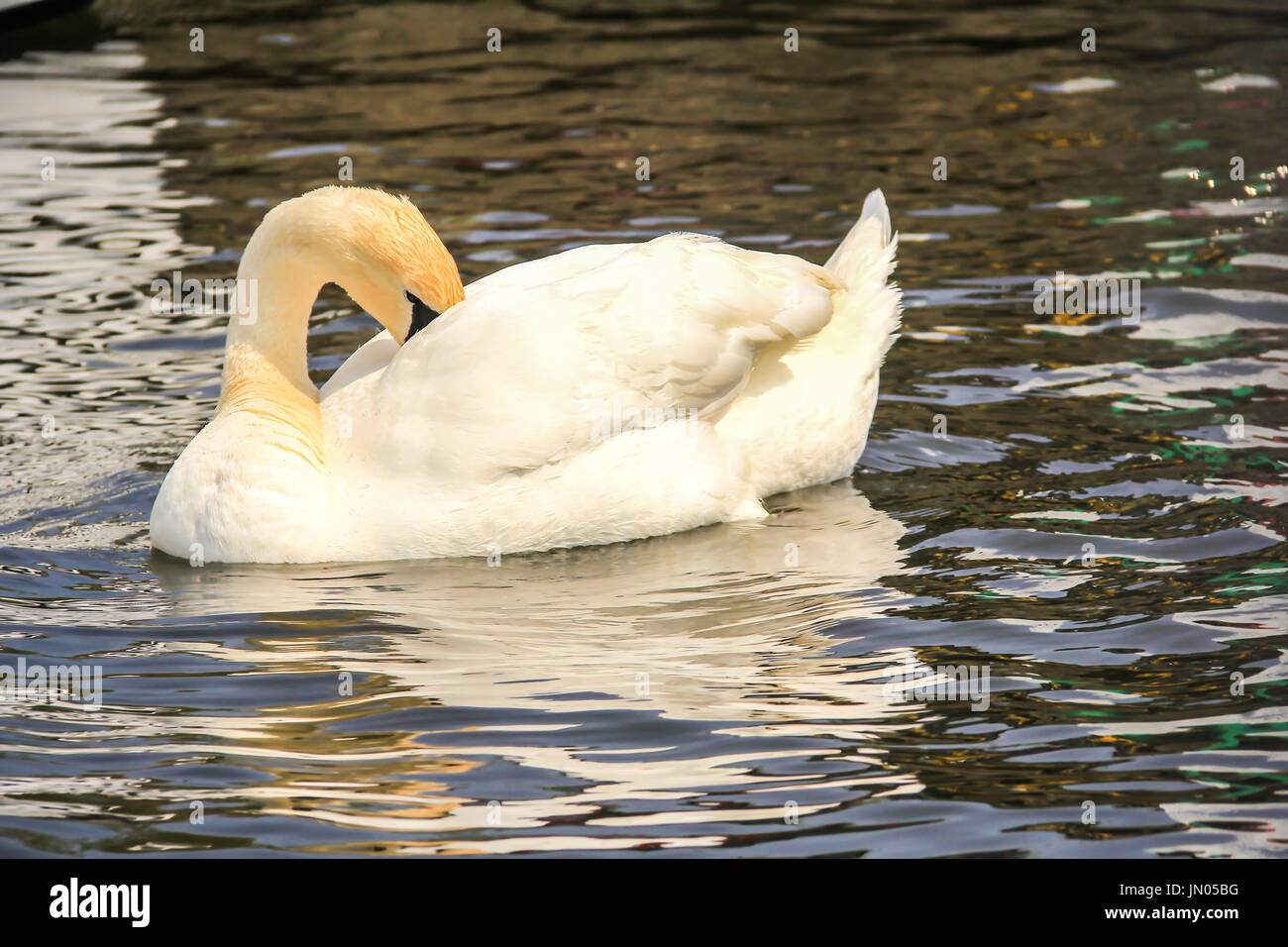 Swan (Cygnus) having a clean up on the river in Norfolk Broads Stock ...