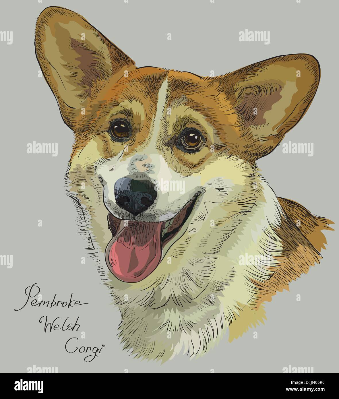 Corgi Drawing