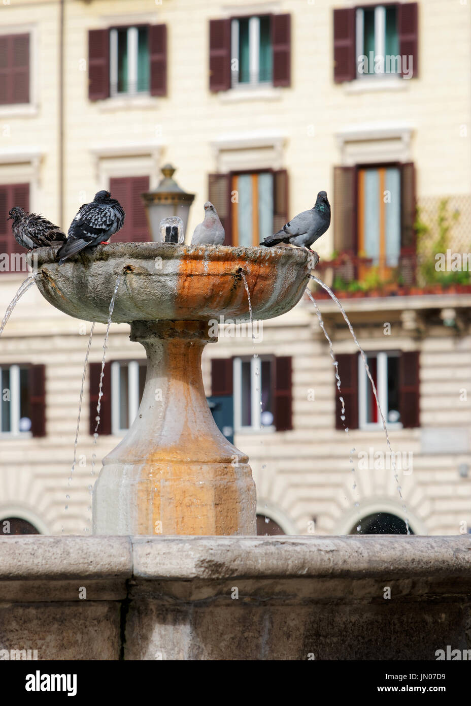 Rome pigeons hi-res stock photography and images - Alamy