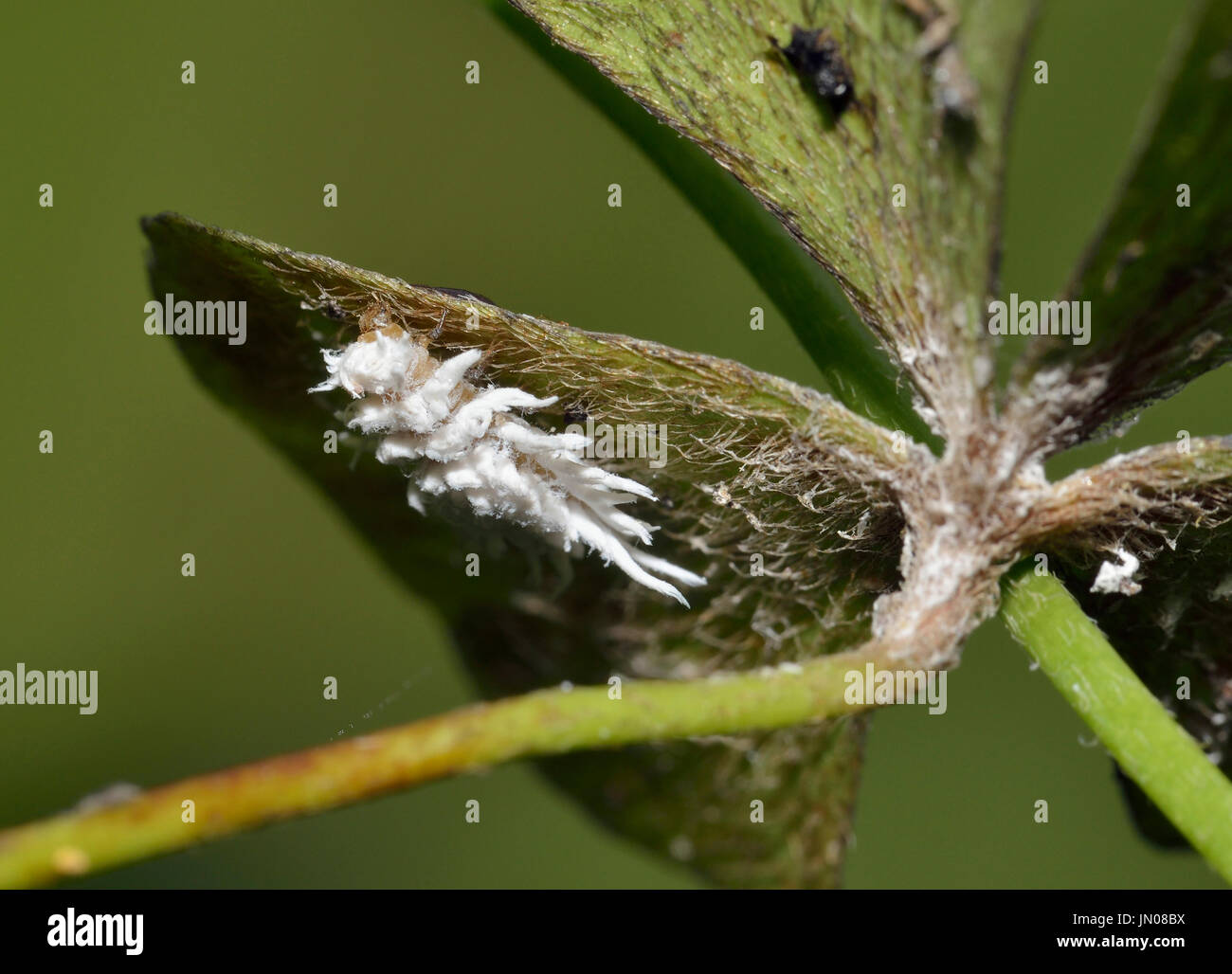 Mealybug Ladybird Larva - Cryptolaemus montrouzieri Australian Ladybird ...