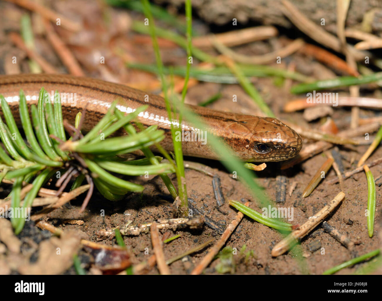 Slow Worm - Anguis fragilis among pine needles Stock Photo - Alamy