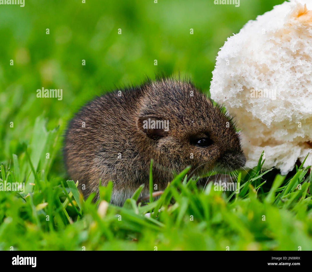 Field Vole (Microtus agrestis Stock Photo - Alamy