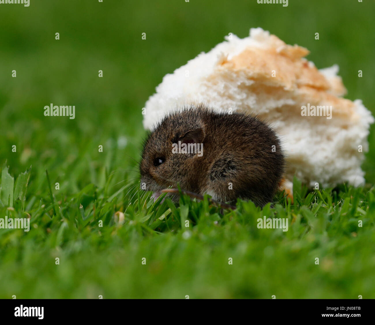 Field vole or short tailed vole microtus agrestis hi-res stock ...