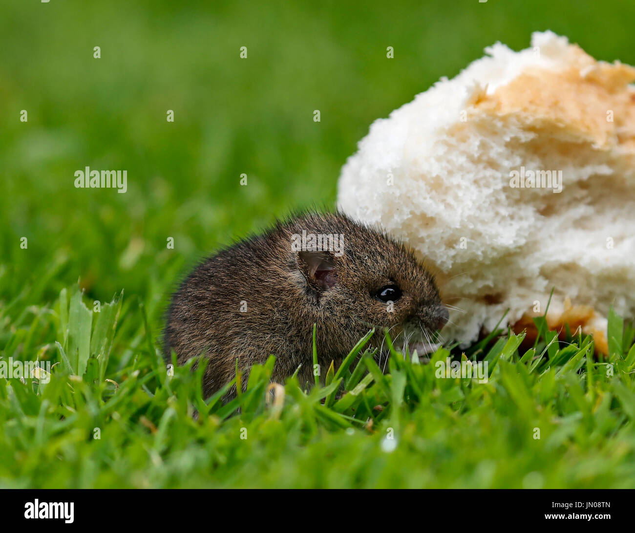 Field Vole (Microtus agrestis Stock Photo - Alamy