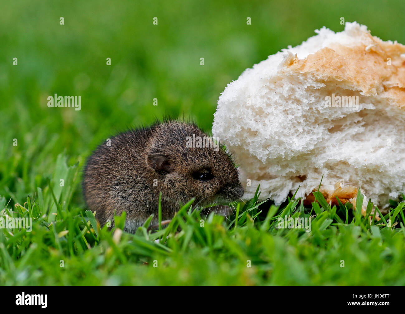 Field Vole (Microtus agrestis Stock Photo - Alamy