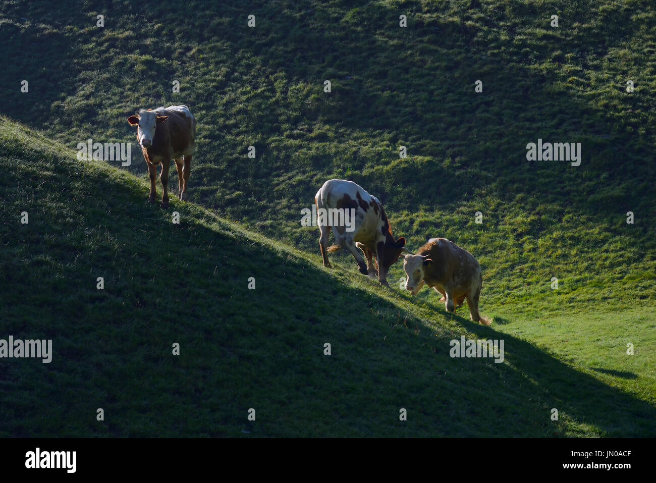 cows fighting at mountain Stock Photo - Alamy