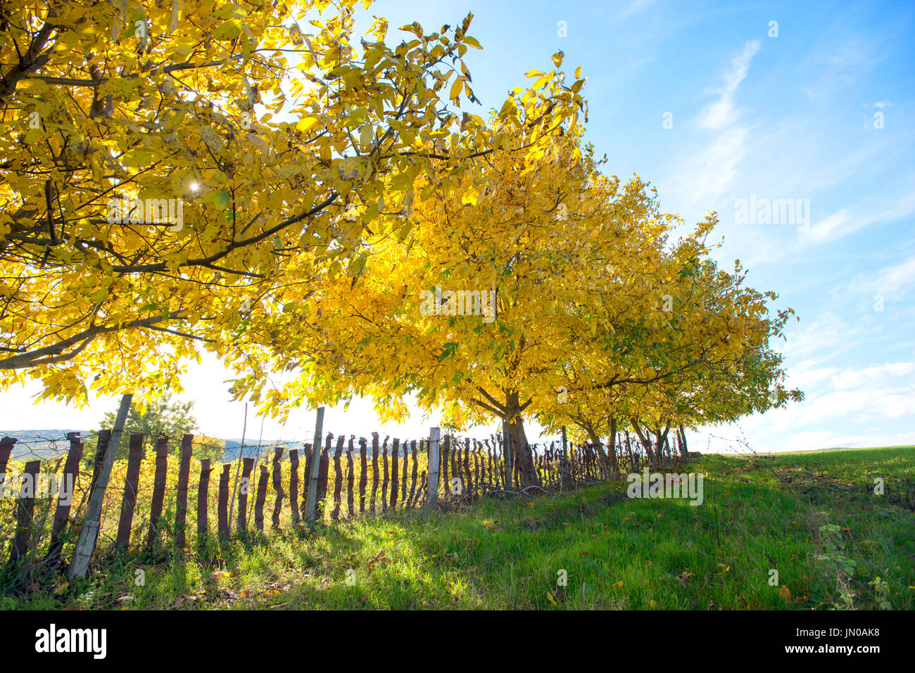 Golden walnut wood hi-res stock photography and images - Alamy