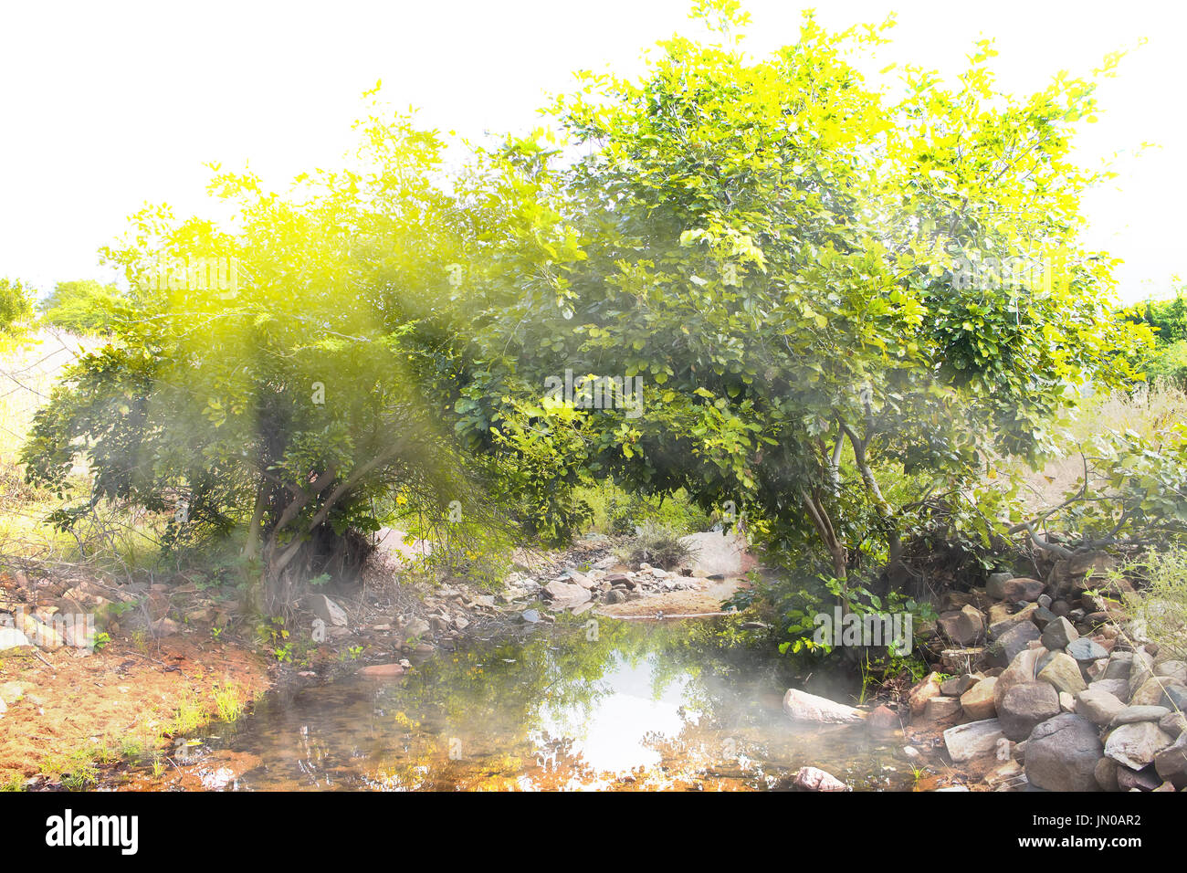 Piercing rays of sun. Tropical southern sun. Bush on Deccan plateau, on ...