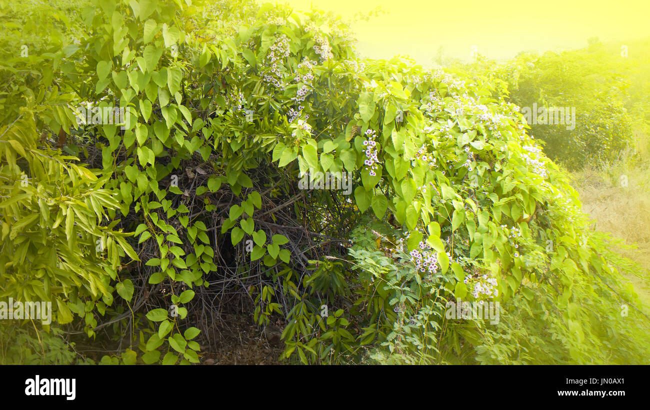 Piercing rays of sun. Tropical southern sun. Bush on Deccan plateau, on ...