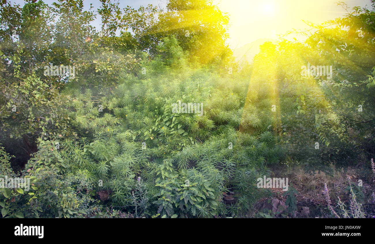 Piercing rays of sun. Tropical southern sun. Bush on Deccan plateau, on ...