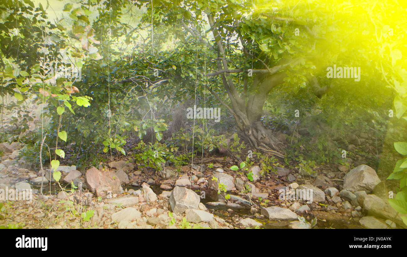Piercing rays of sun. Tropical southern sun. Bush on Deccan plateau, on ...