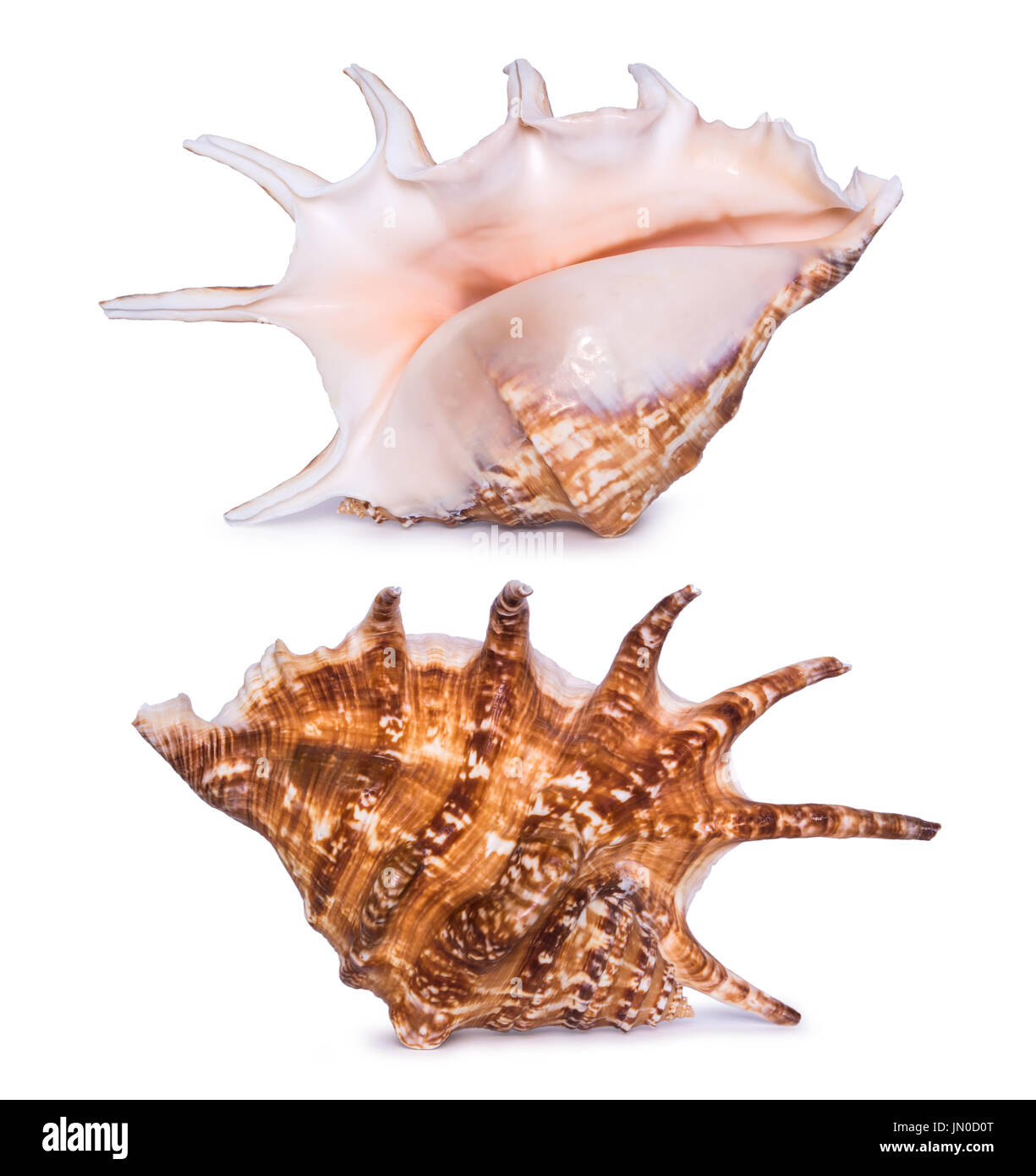 Big beautiful seashell isolated on white background. Two sides view of ...