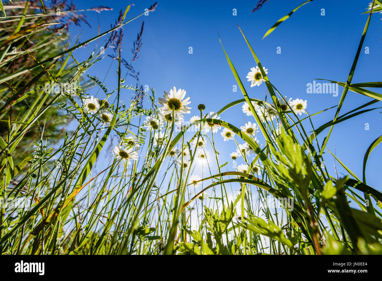 beautiful fresh flowers under sunlight in the woods from below. view up ...