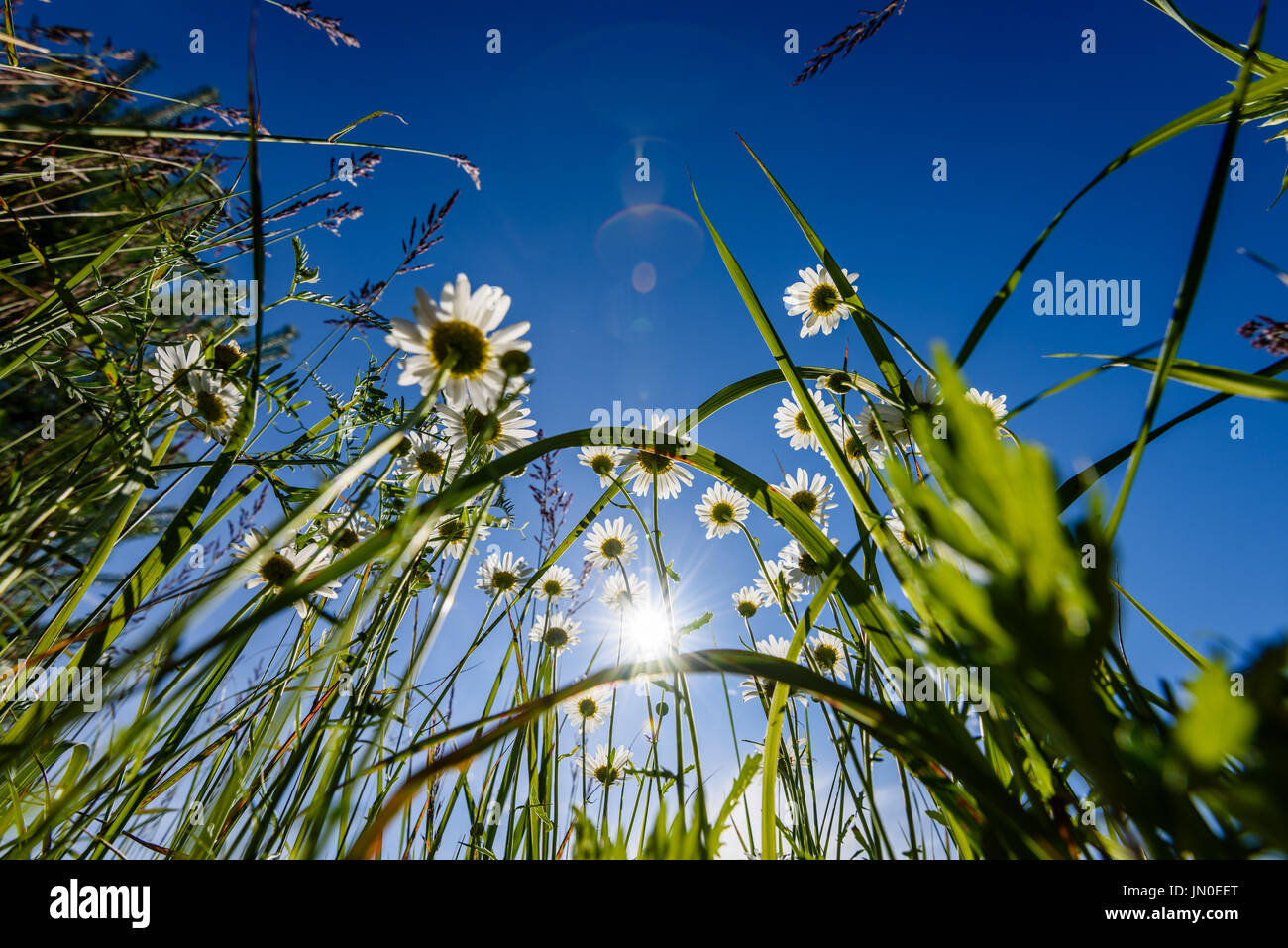 beautiful fresh flowers under sunlight in the woods from below. view up ...