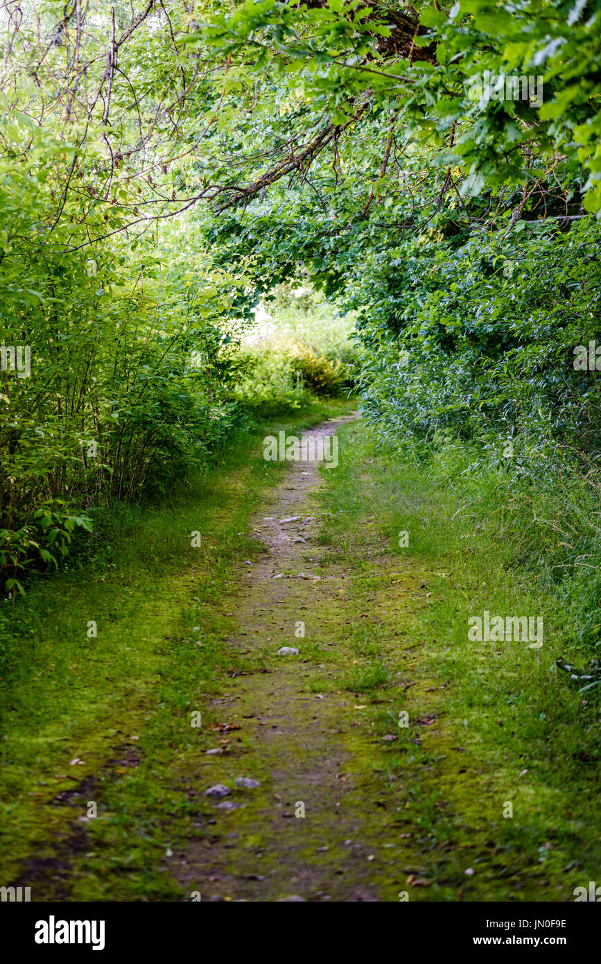 dark gravel pathway road in evening forest with low light effect in ...