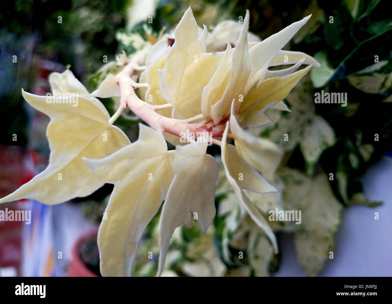 Variegated ivy in the garden Stock Photo - Alamy