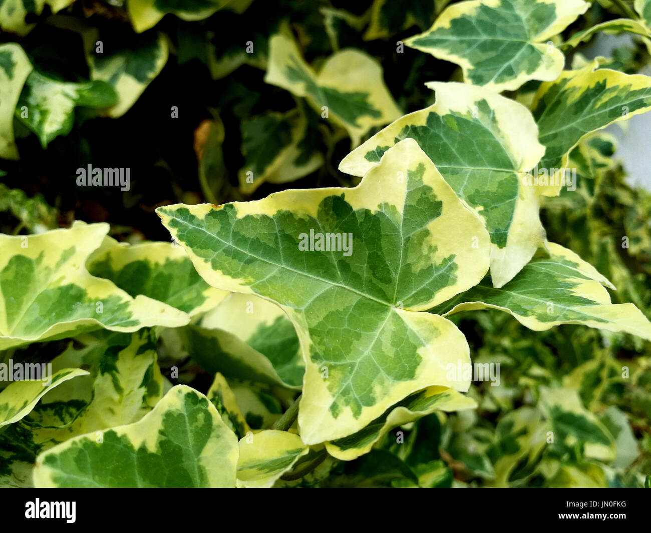 Variegated ivy in the garden Stock Photo - Alamy