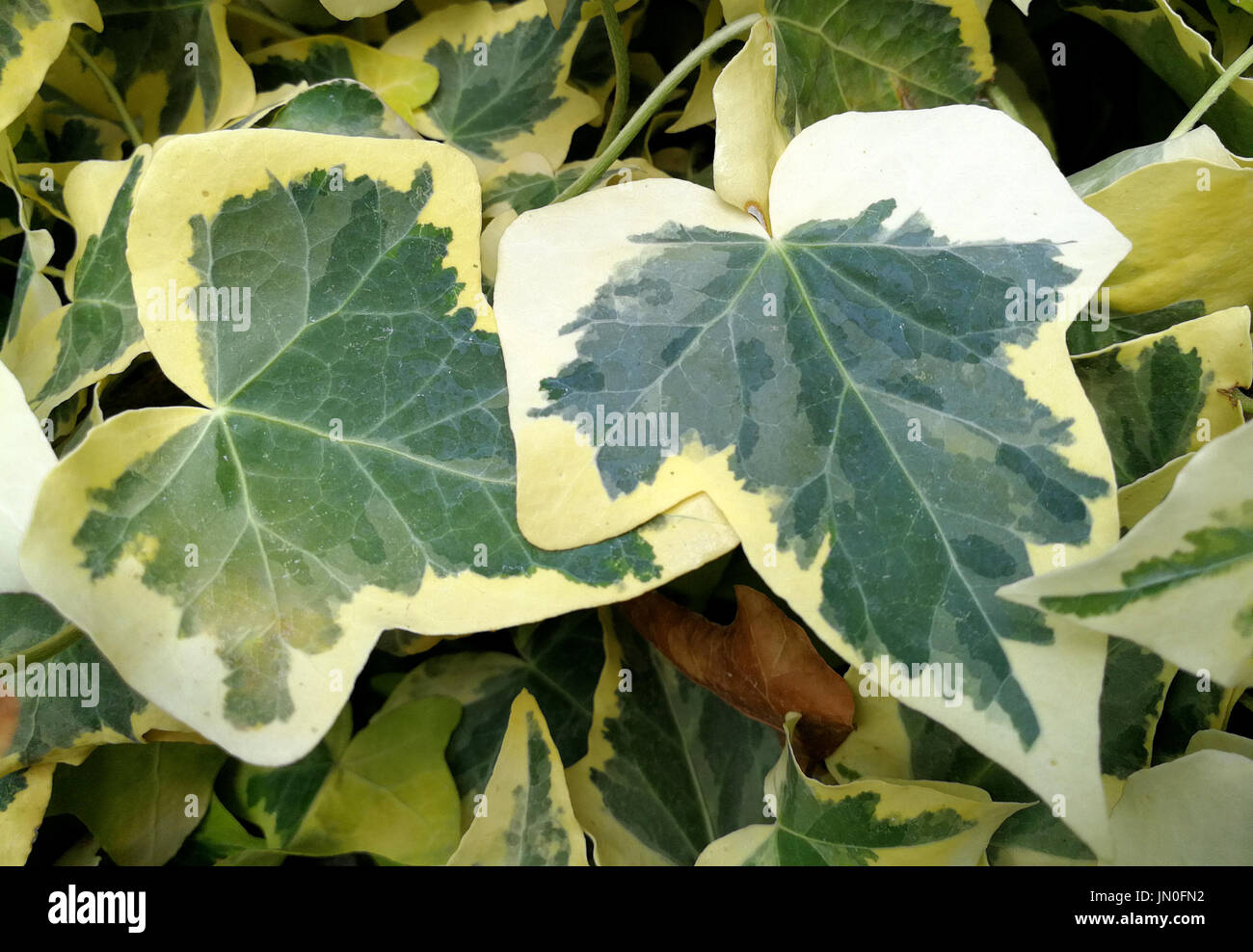 Variegated ivy in the garden Stock Photo - Alamy