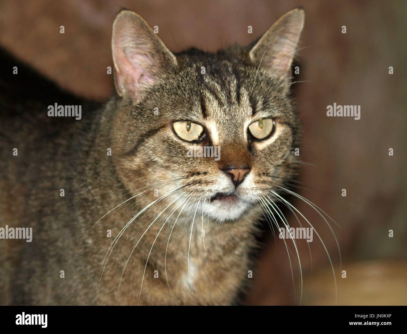 Crooked cat hi-res stock photography and images - Alamy