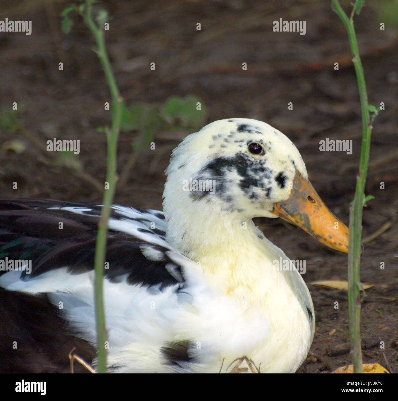 Duck Face Originated From Somewhere