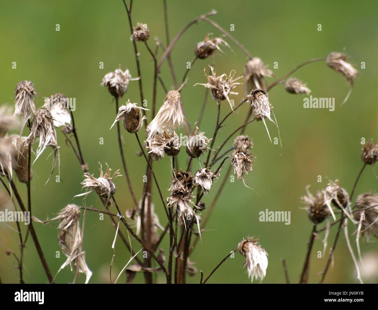 Brown and dead weeds with blurred green background Stock Photo - Alamy
