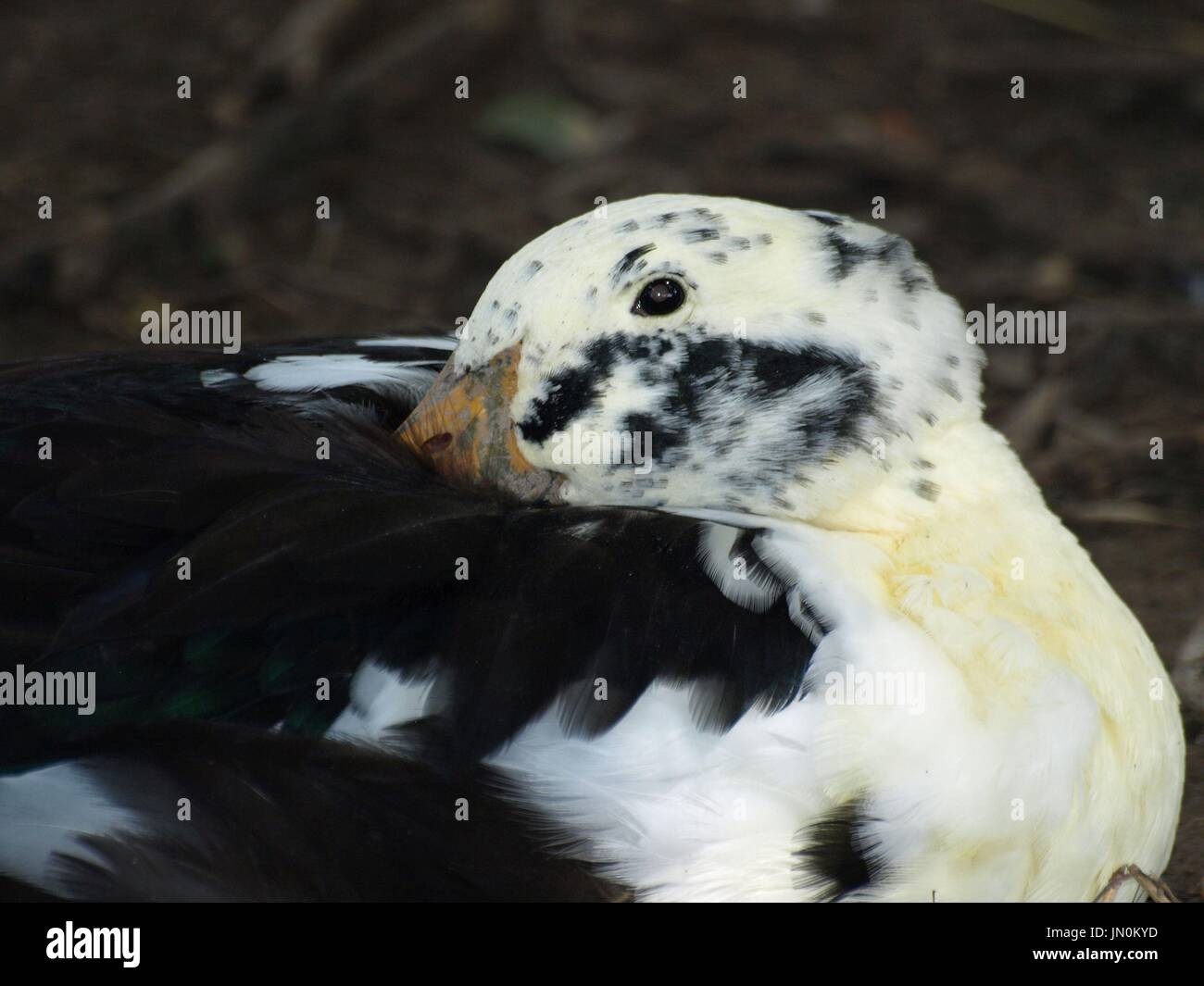 Duck face hi-res stock photography and images - Alamy