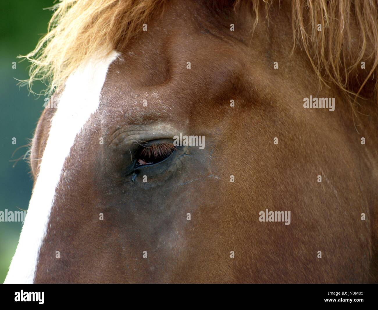 Close up of brown horse face with white stripe Stock Photo - Alamy