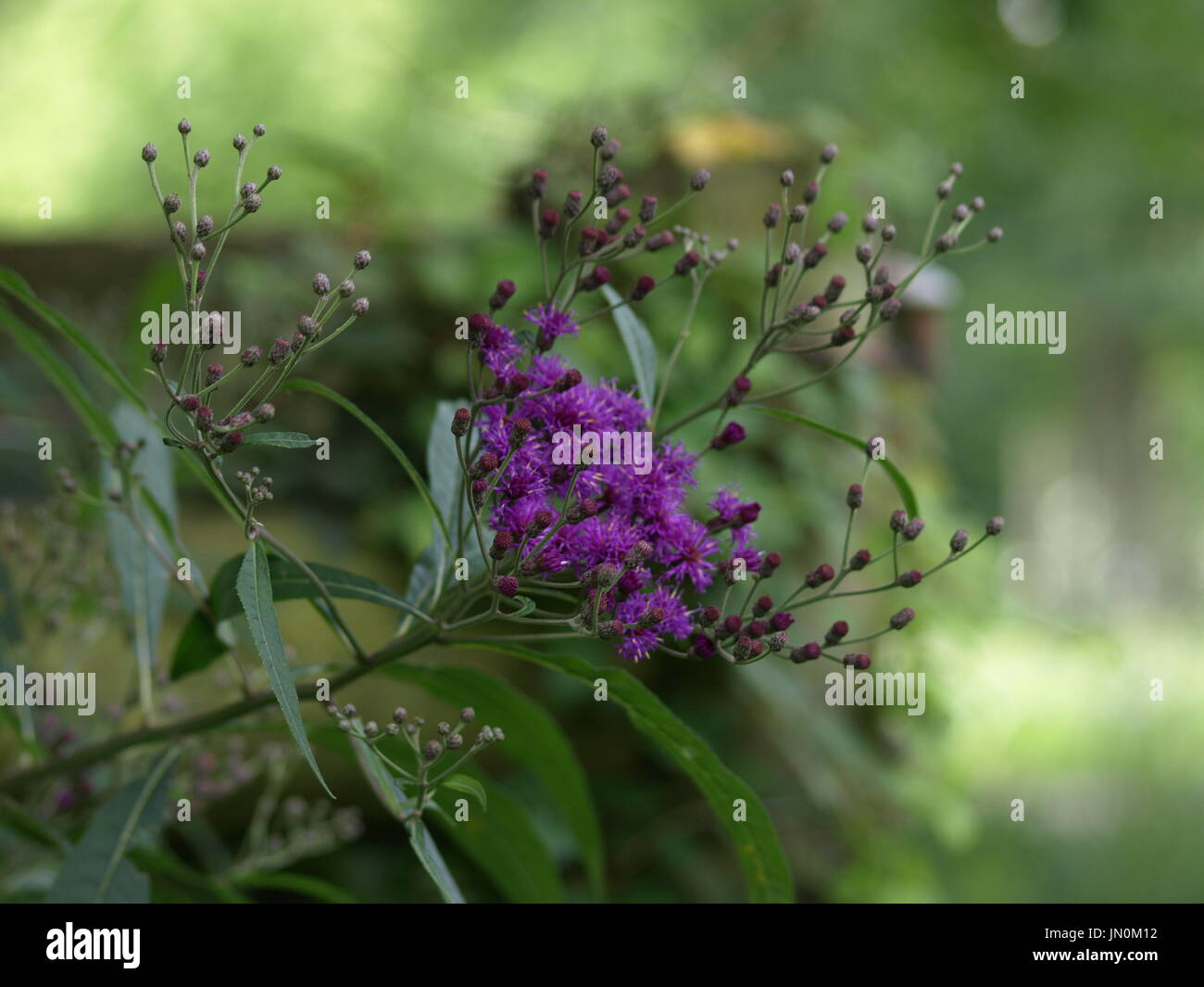 Purple flower weed hi-res stock photography and images - Alamy