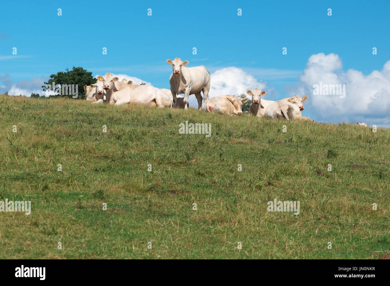Hillside field with cows hi-res stock photography and images - Alamy