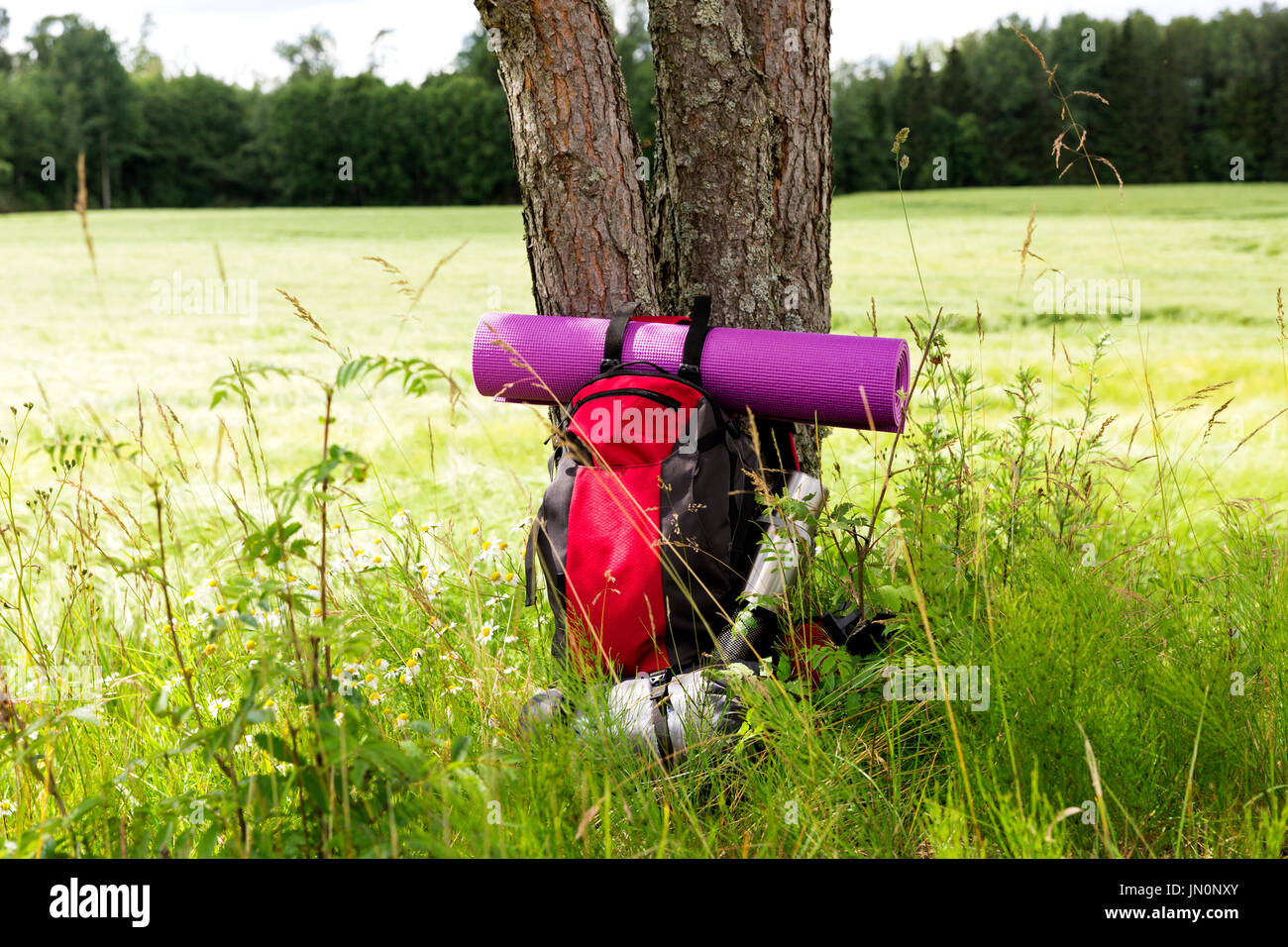 Travel backpack by the tree. Outdoor wanderlust items. Travel, tourism ...