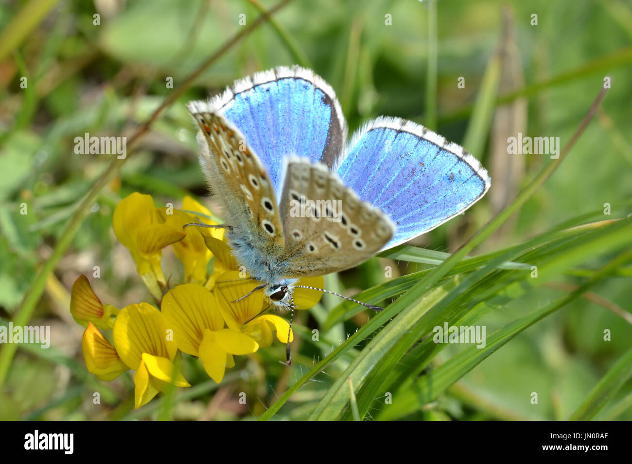 Male Adonis blue butterfly, Polyommatus Bellargus, a rare UK butterfly ...