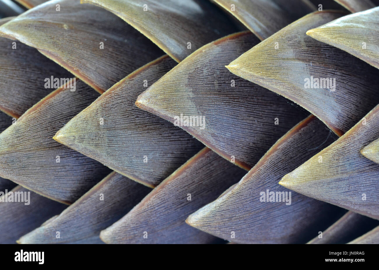 Unusual spiky texture hi-res stock photography and images - Alamy